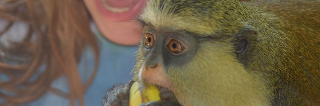 5 Things Teens Who Want to Work With Animals Should Do Before College - GLA